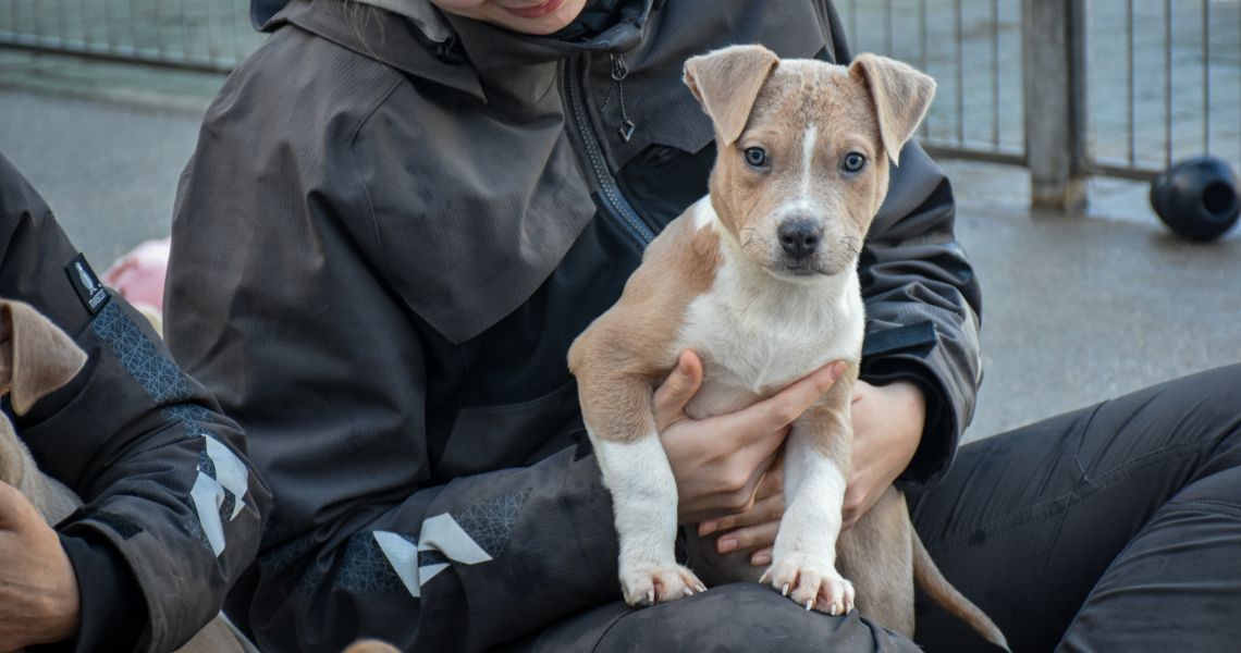Endnu et travlt år for dyrene i Brande | Dyrenes Beskyttelse